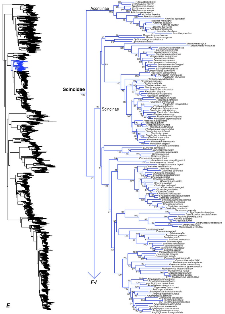 A phylogeny and revised classification of Squamata, including 4161 ...