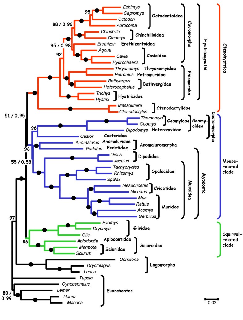 Rodent phylogeny revised: analysis of six nuclear genes from all major ...