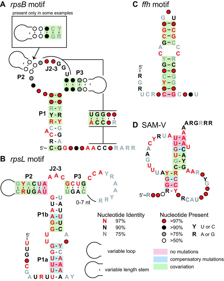 Identification of candidate structured RNAs in the marine organism ...