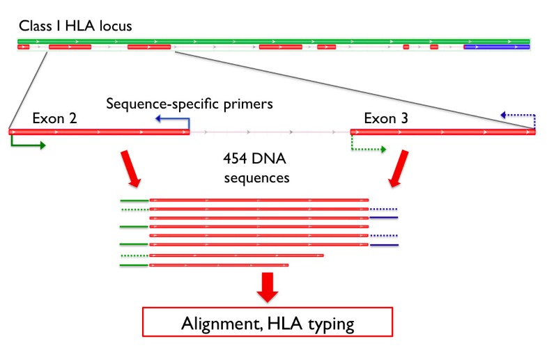 Next-generation sequencing for HLA typing of class I loci | BMC Genomics | Full Text
