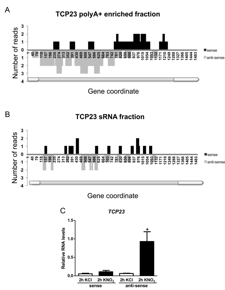 Integrated Rna Seq And Srna Seq Analysis Identifies Novel Nitrate