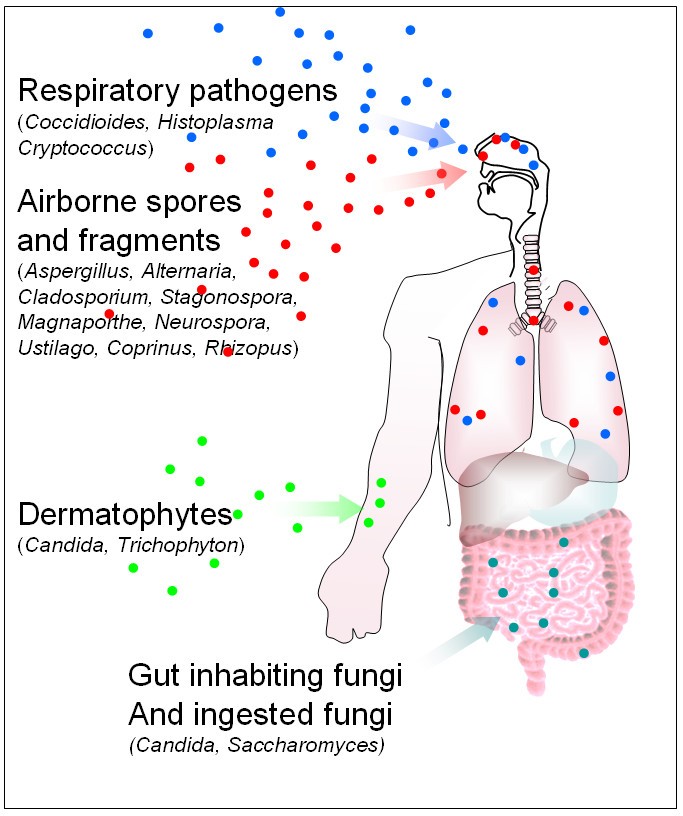 Comparative genomics of fungal allergens and epitopes shows widespread ...