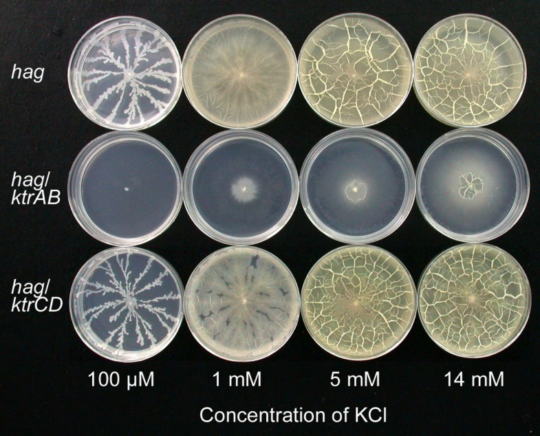 A defined medium to investigate sliding motility in a Bacillus subtilis ...