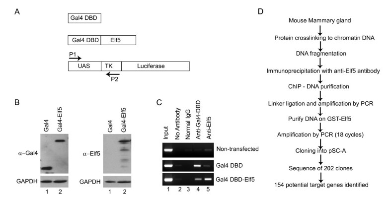 Genome-wide search identifies Ccnd2 as a direct transcriptional target ...