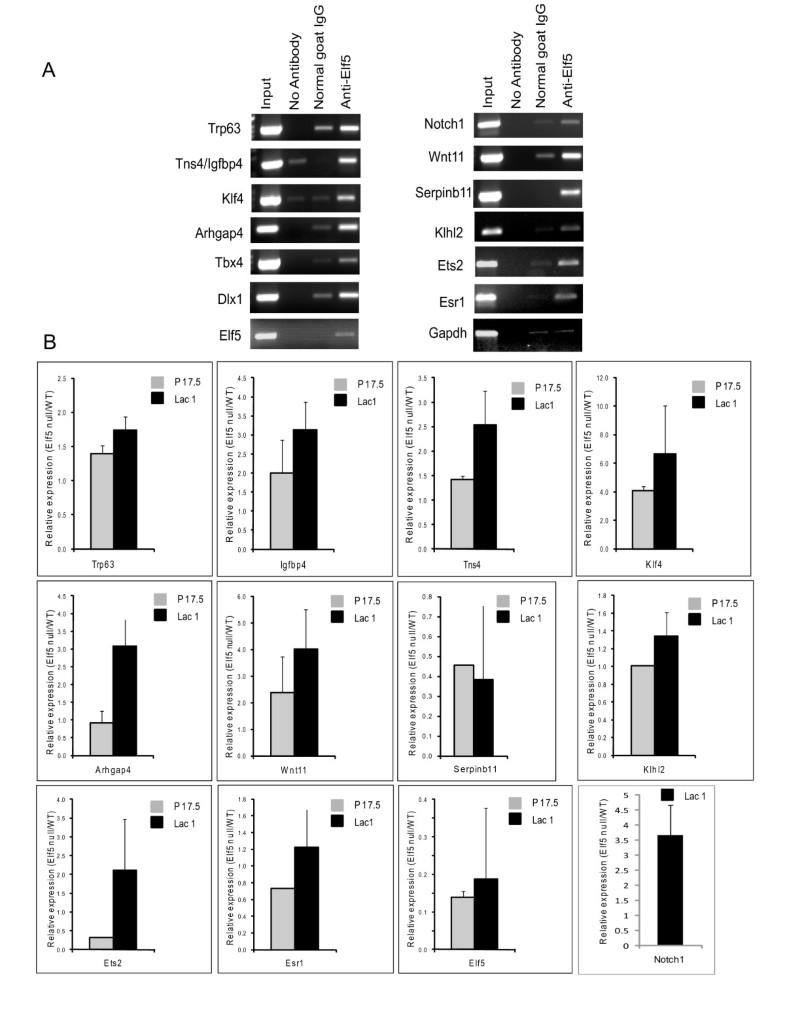 Genome-wide search identifies Ccnd2 as a direct transcriptional target ...