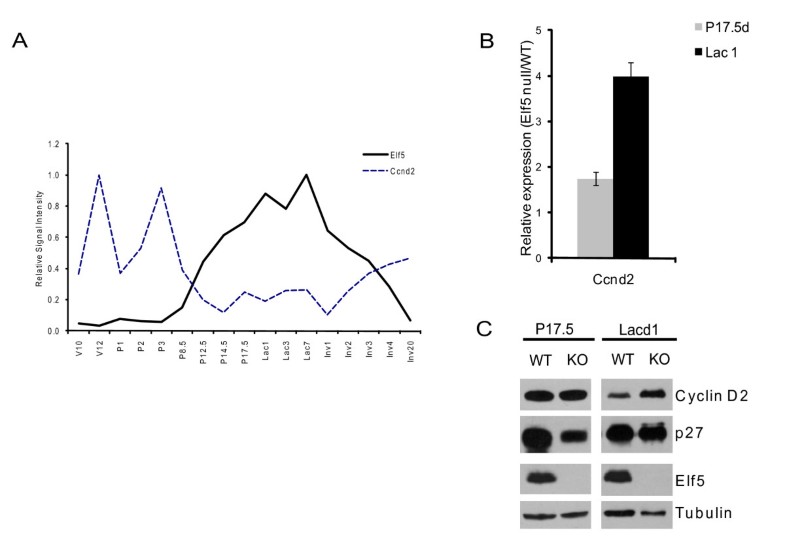 Genome-wide search identifies Ccnd2 as a direct transcriptional target ...