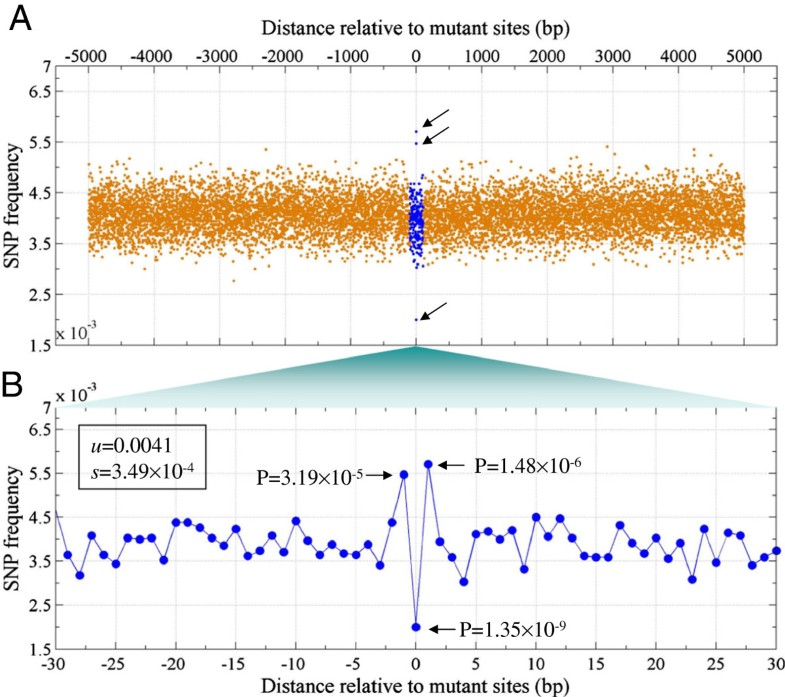 Chromatin structure is distinct between coding and non-coding single nucleotide polymorphisms ...