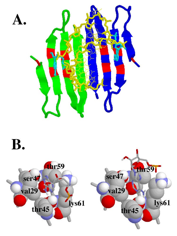 Asymmetric interactions in the adenosine-binding pockets of the MS2 ...