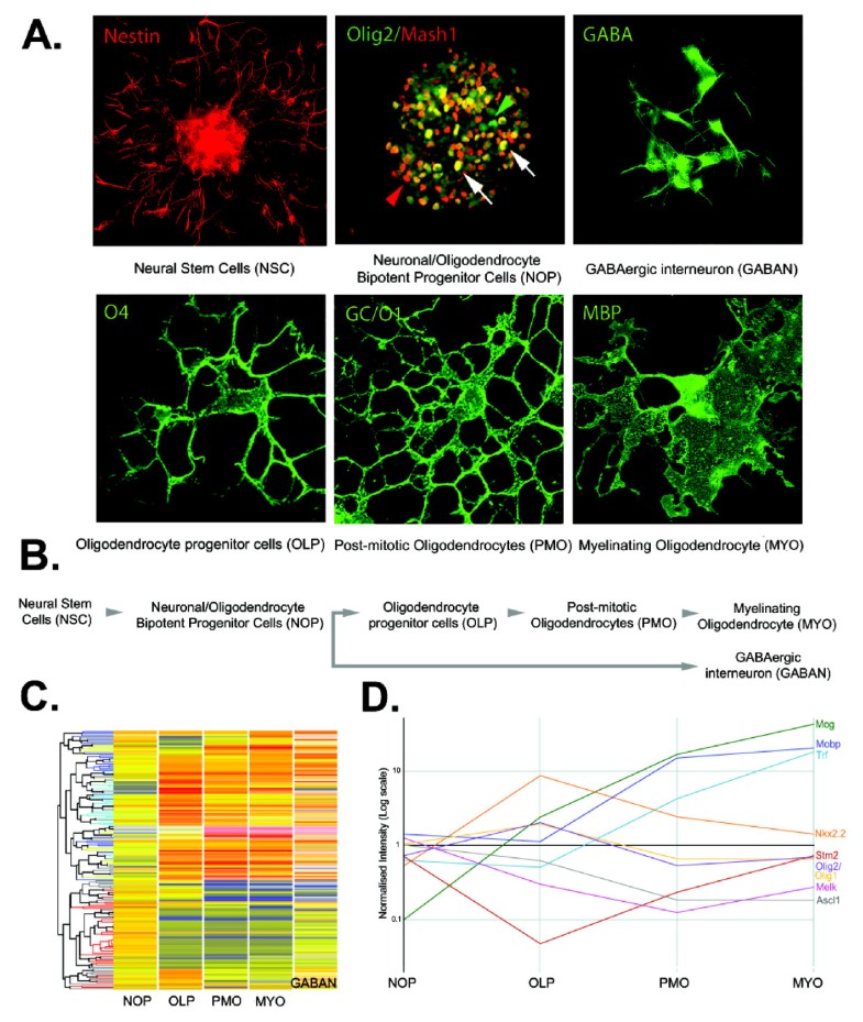 Long noncoding RNAs in neuronal-glial fate specification and oligodendrocyte lineage maturation ...