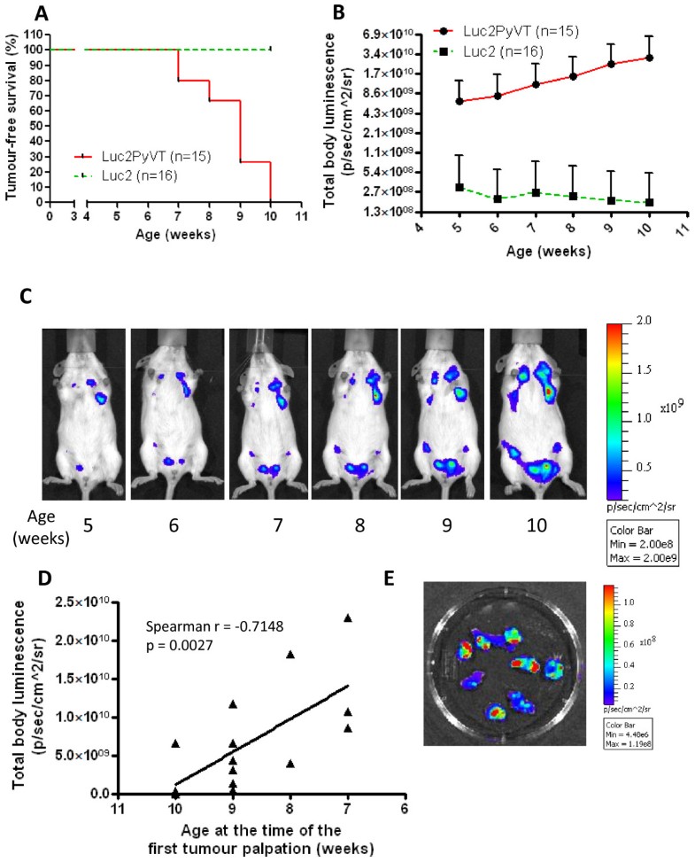 Generation of a new bioluminescent model for visualisation of mammary ...