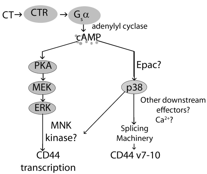 MAP kinase pathways and calcitonin influence CD44 alternate isoform ...