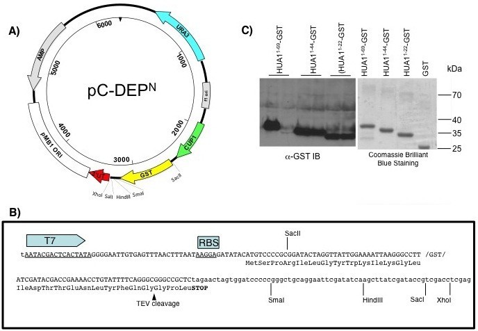 A set of dual promoter vectors for high throughput cloning, screening ...
