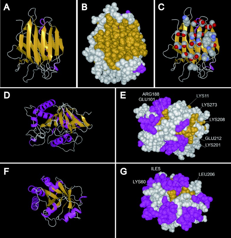 Dependence of α-helical and β-sheet amino acid propensities on the ...
