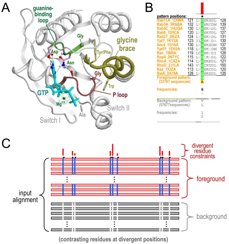 The glycine brace: a component of Rab, Rho, and Ran GTPases associated ...