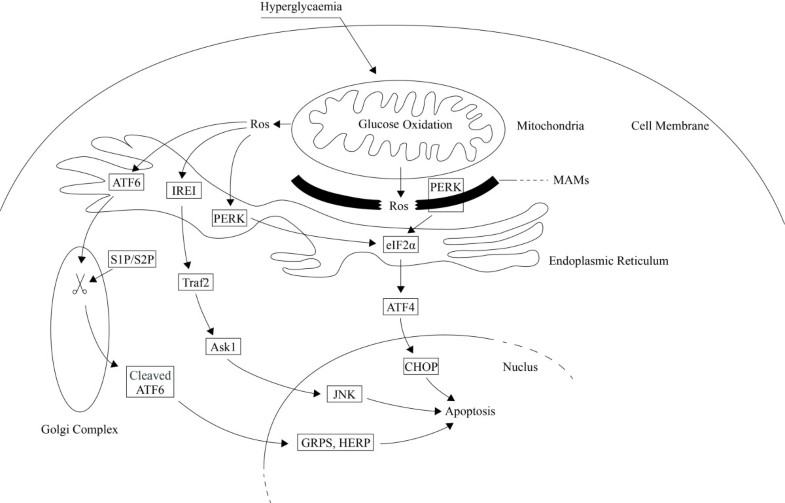 Protein kinase RNA- like endoplasmic reticulum kinase (PERK) signaling ...