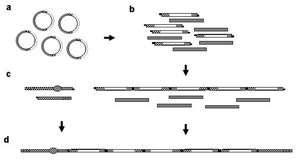 Yeast artificial chromosomes employed for random assembly of ...