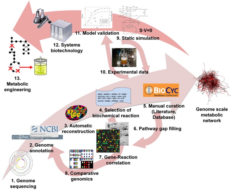 The genome-scale metabolic network analysis of Zymomonas mobilis ZM4 ...