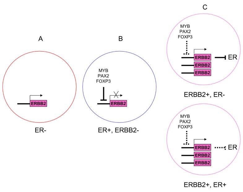 A reason why the ERBB2 gene is amplified and not mutated in breast ...