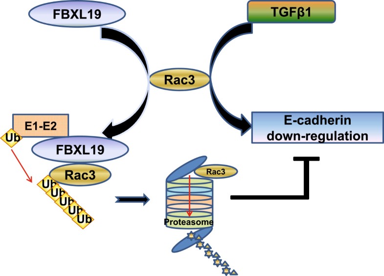 F-box protein complex FBXL19 regulates TGFβ1-induced E-cadherin down ...