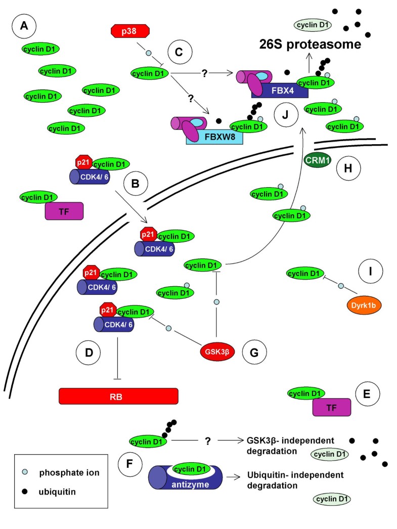 The regulation of cyclin D1 degradation: roles in cancer development ...