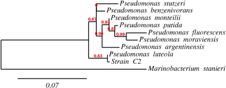 Isolation of a novel amylase and lipase-producing Pseudomonas luteola ...