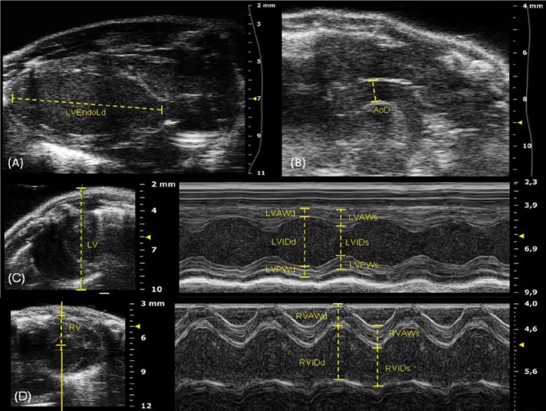 Transthoracic echocardiography reference values in juvenile and adult ...