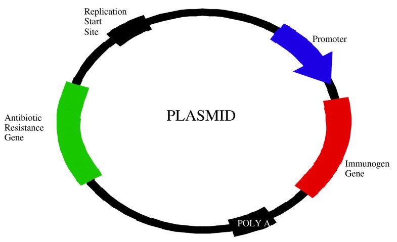 Prospects for control of emerging infectious diseases with plasmid DNA ...