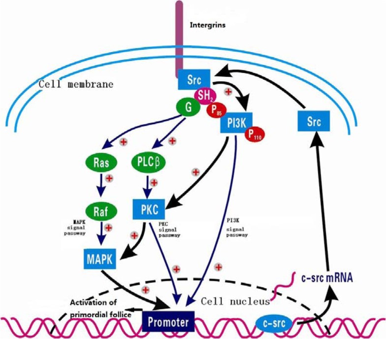 The proto-oncogene c-src is involved in primordial follicle activation ...