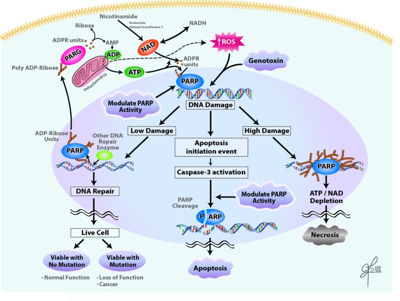 Potential biological role of poly (ADP-ribose) polymerase (PARP) in ...