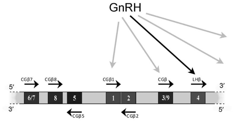 Biological functions of hCG and hCG-related molecules | Reproductive ...