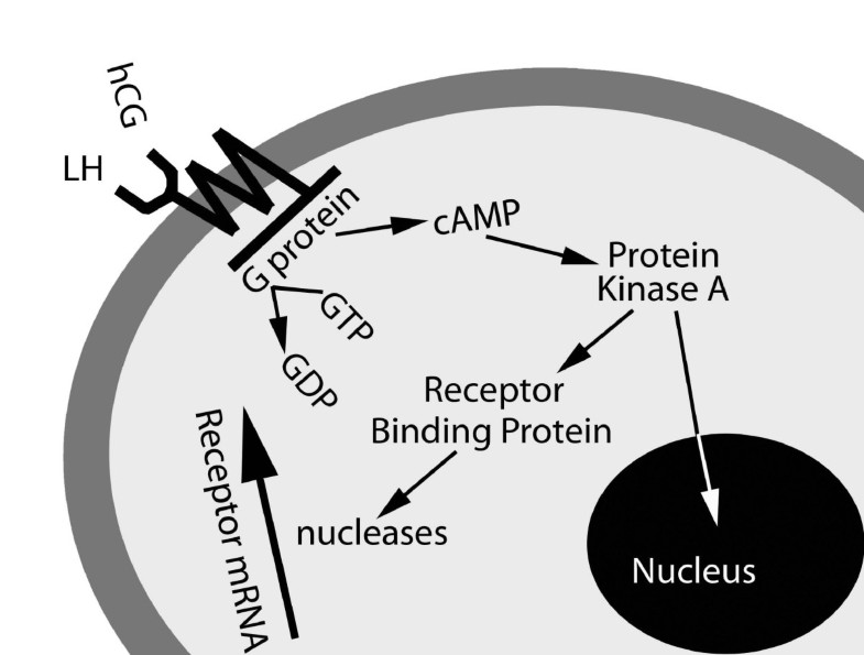 Biological functions of hCG and hCG-related molecules | Reproductive ...