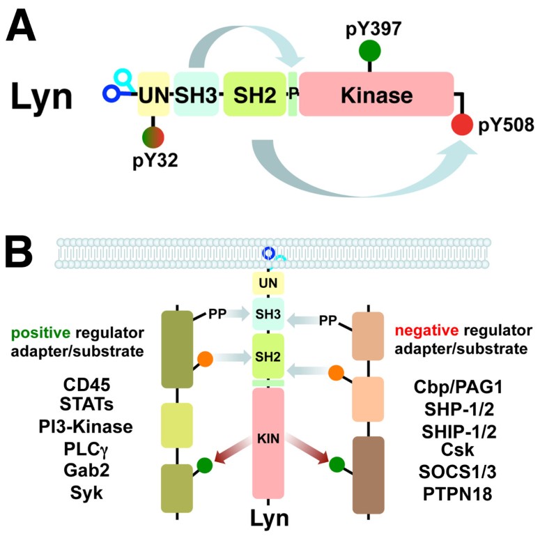 Functions of the Lyn tyrosine kinase in health and disease | Cell ...