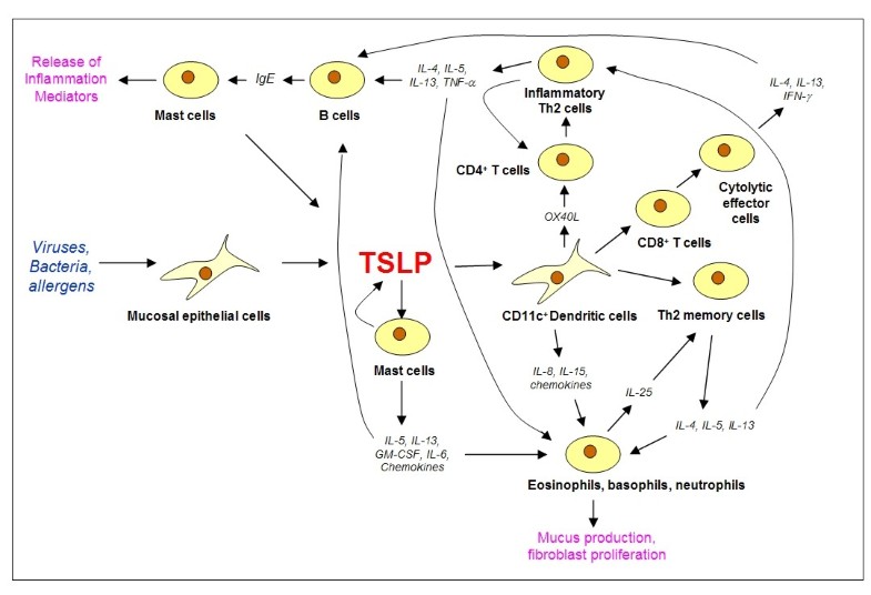 Signal transduction around thymic stromal lymphopoietin (TSLP) in ...
