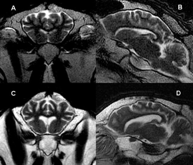 Generalized cerebral atrophy seen on MRI in a naturally exposed animal ...