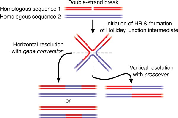 How homologous recombination generates a mutable genome | Human ...