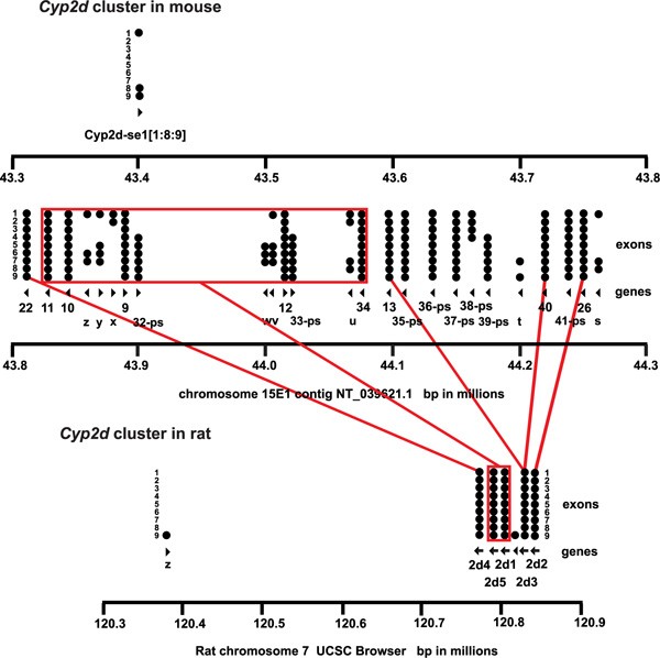 Gene nomenclature by default, or BLASTing to Babel | Human Genomics ...