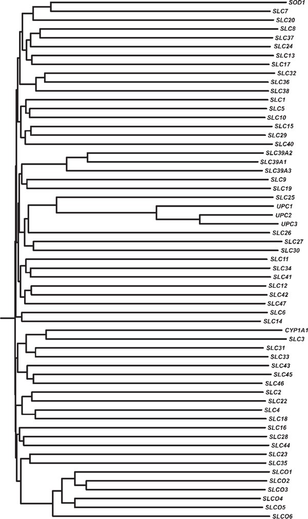 Analysis and update of the human solute carrier (SLC) gene superfamily ...