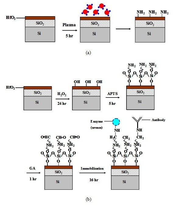 Immobilization of enzyme and antibody on ALD-HfO2-EIS structure by NH3 ...