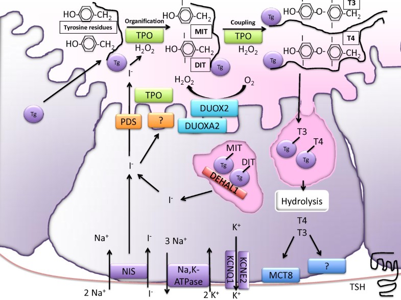 Iodide transport: implications for health and disease | International ...