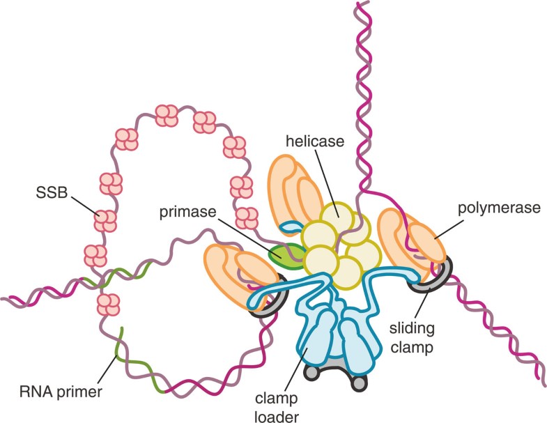 Clamp loader ATPases and the evolution of DNA replication machinery ...
