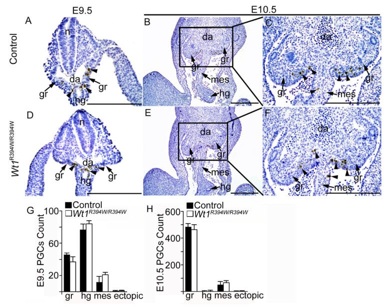 Disruption of genital ridge development causes aberrant primordial germ ...