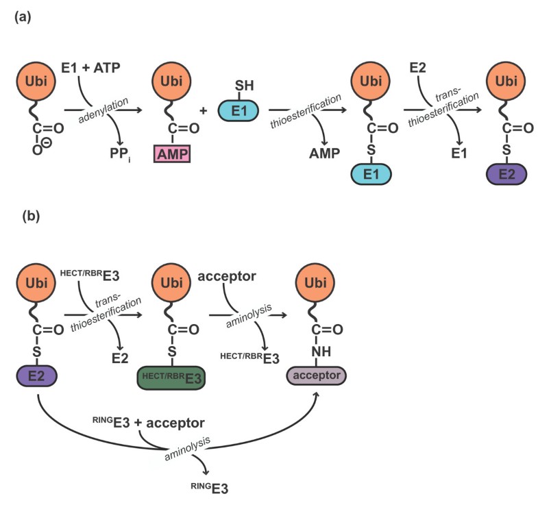Macromolecular juggling by ubiquitylation enzymes | BMC Biology | Full Text