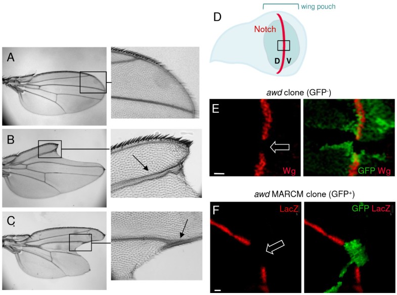 Notch signaling during development requires the function of awd, the ...