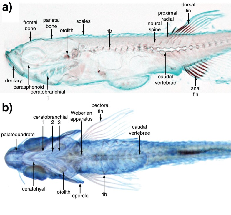 FishNet: an online database of zebrafish anatomy | BMC Biology | Full Text