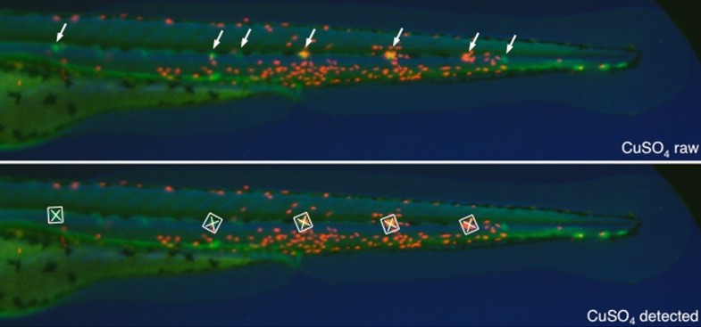 Zebrafish models of the immune response: taking it on the ChIn | BMC ...