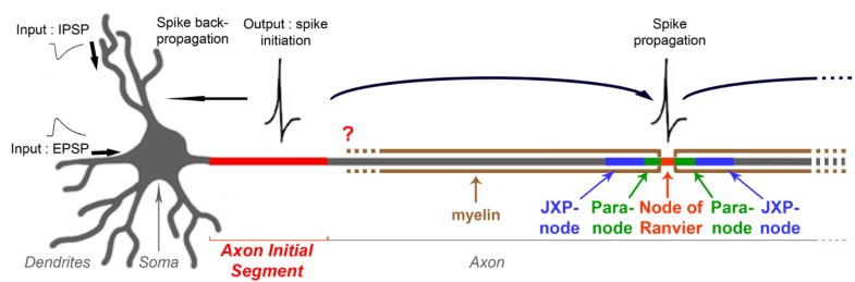 Characterization of the axon initial segment (AIS) of motor neurons and identification of a para ...
