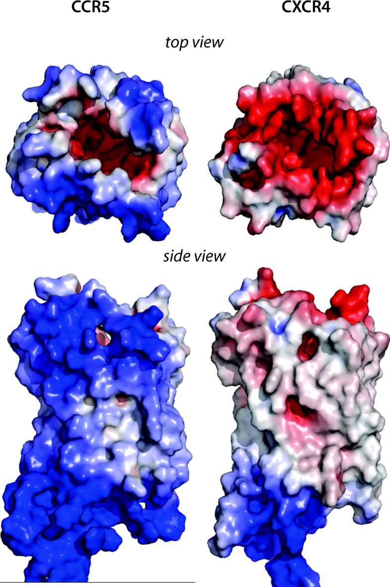 Modelling binding between CCR5 and CXCR4 receptors and their ligands ...