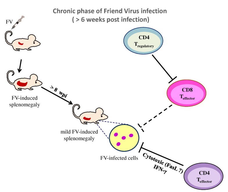 Distinct roles of CD4+T cell subpopulations in retroviral immunity ...