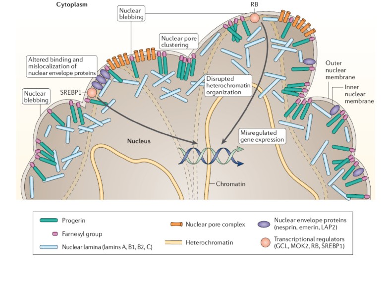 Molecular ageing in progeroid syndromes: Hutchinson-Gilford progeria ...