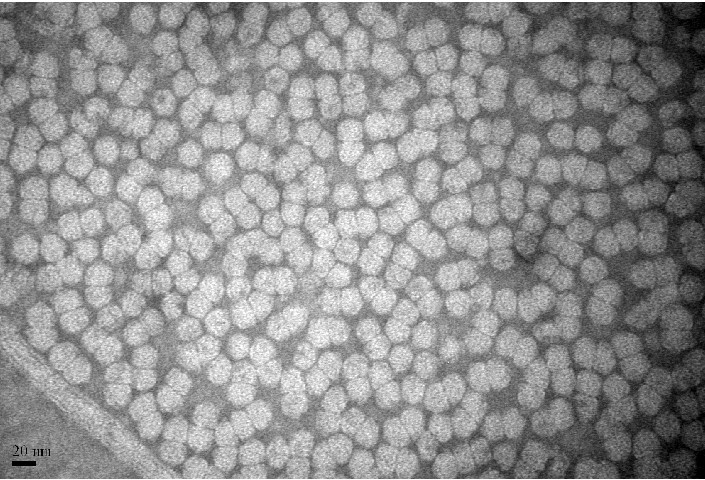 Highly sensitive serological methods for detecting tomato yellow leaf ...